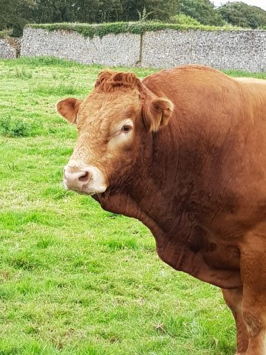 Green Cow Dairy – Cornwall Home - Green Cow Dairy - Cornwall