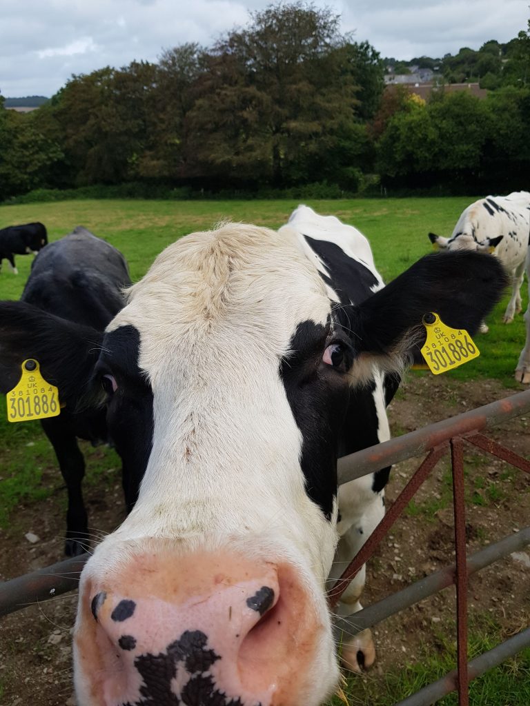 Green Cow Dairy – Cornwall Green Cow Dairy in south east Cornwall